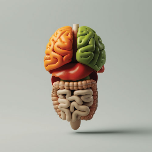 Gut Health Program – Heal Digestion Naturally | Phenom HPM Burlington